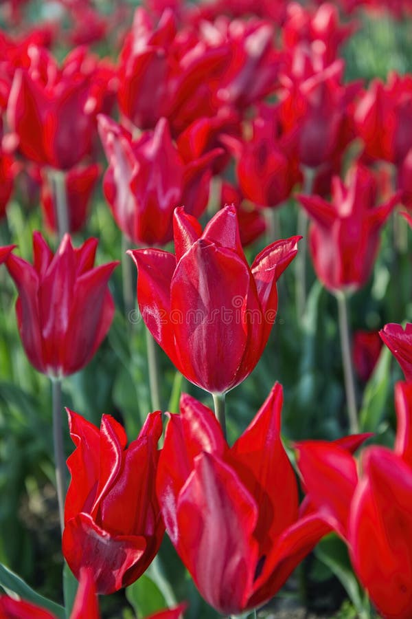 Red tulips in spring stock photo. Image of flora, group - 73775298