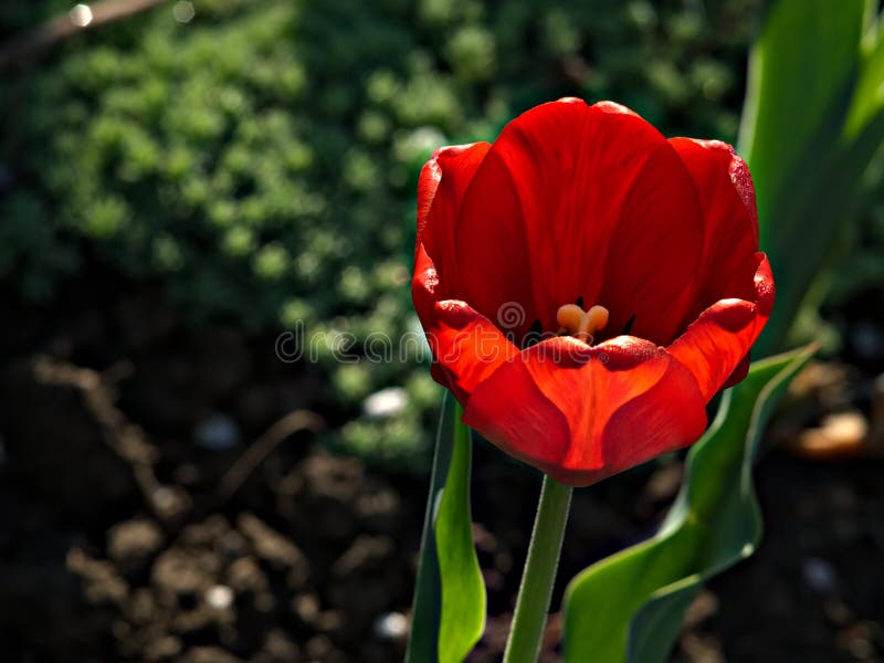 Red Tulips. Spring Beautiful Flowers Stock Image - Image of flower ...