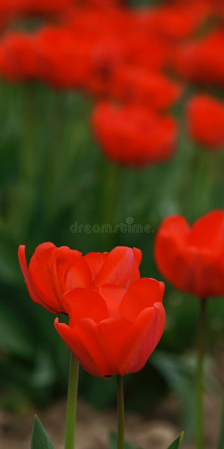Red tulips in spring stock image. Image of bright, summer - 272459345