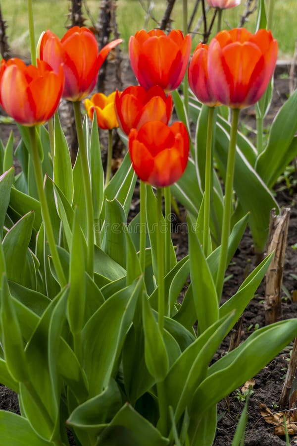 Red Tulips in Spring in the Garden Stock Photo - Image of blossom ...