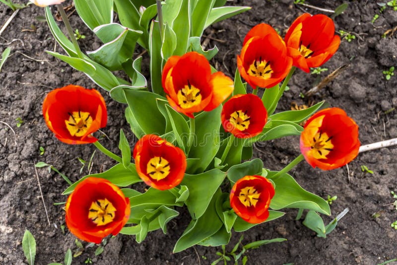 Red Tulips in Spring in the Garden Stock Photo - Image of blossom ...