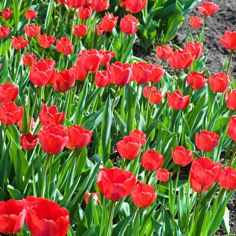 Red Tulips in the Spring Garden Stock Image - Image of flowergarden ...