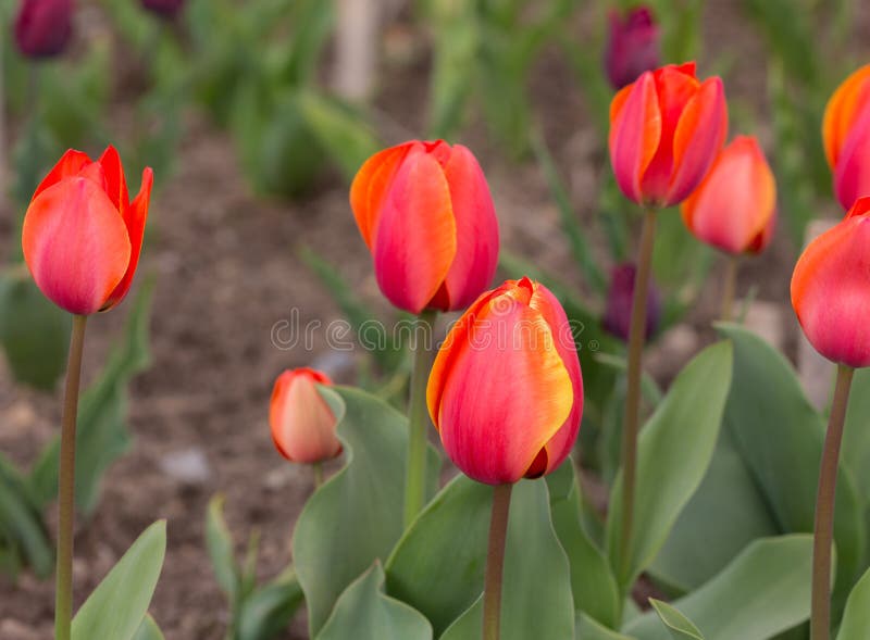 Tulips in the Spring Garden Stock Photo - Image of flowers, season ...