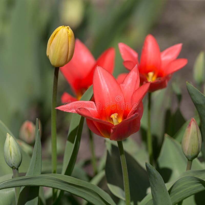Red tulips in a spring stock image. Image of beauty - 127180213