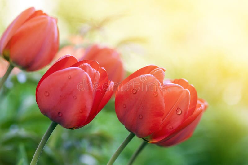 Red Tulips in Summer Yellow Light Close Up Stock Image - Image of ...