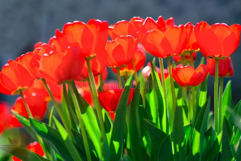 Red tulips in the sun stock photo. Image of plant, bouquet - 124165526