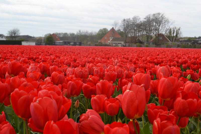 Red Tulips on a Sunny Field in Spring Stock Photo - Image of color ...
