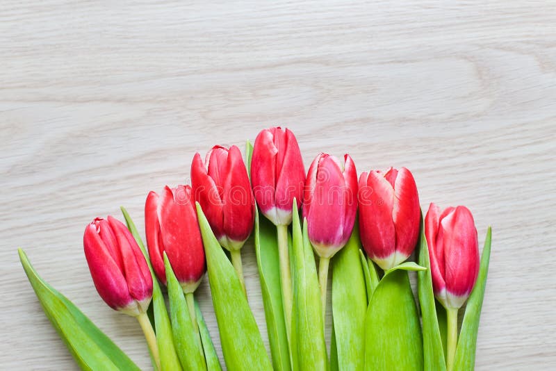 Red Tulips are on the Table Stock Photo - Image of table, easter: 66337532