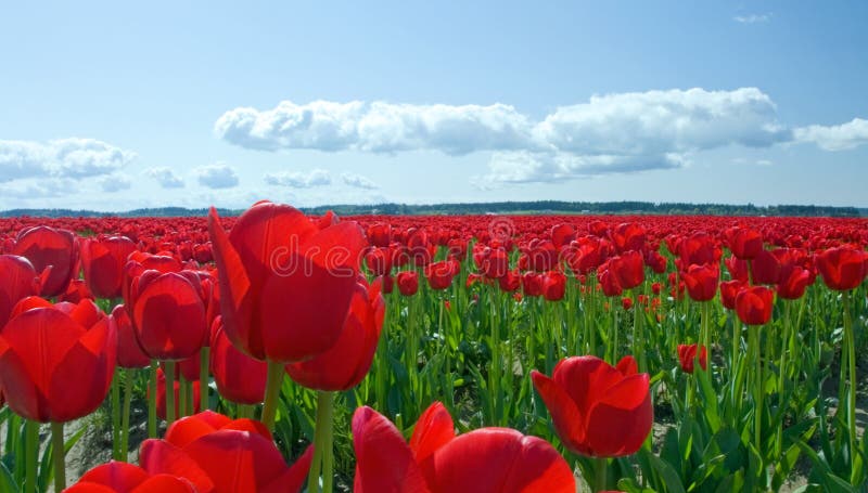 Red Tulips to Infinity stock image. Image of beautiful - 2265015