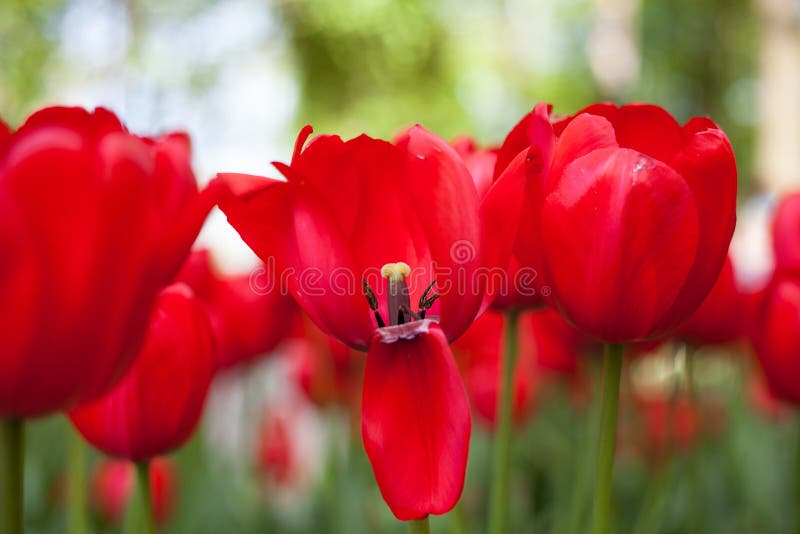Red tulips stock image. Image of tulips, flowers, greenery - 54651343