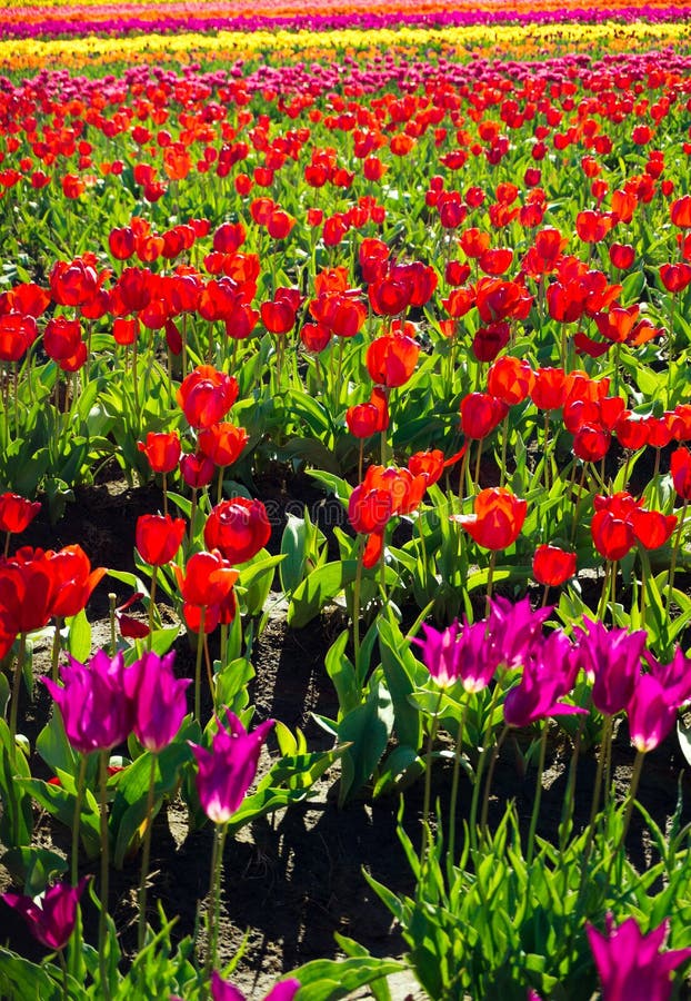 Red Tulips View stock photo. Image of pink, colorful - 73235628