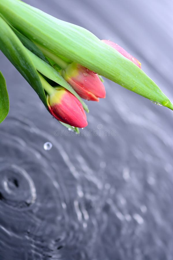 Red tulips in water stock photo. Image of romance, love - 52156196