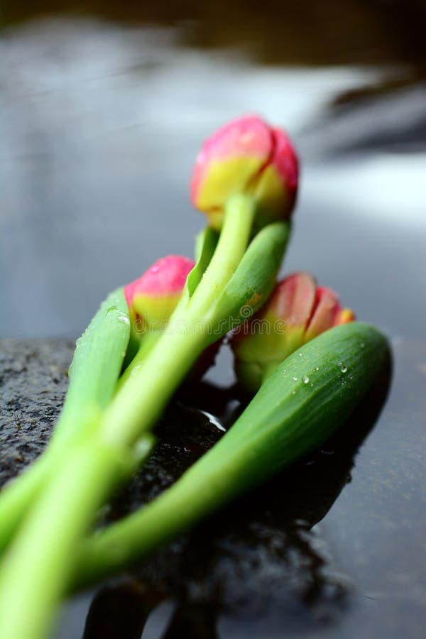 Red tulips in water stock photo. Image of romance, love - 52156196