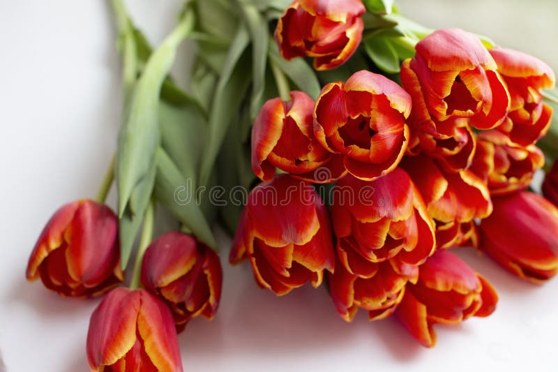 Red Tulips on a White Background. Blur.Red Tulips on a White Background ...