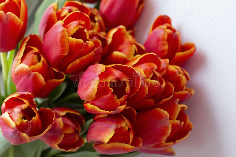 Red Tulips on a White Background. Blur.Red Tulips on a White Background ...