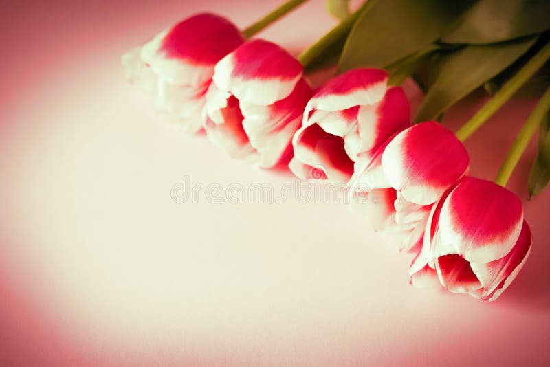 Red Tulips with White Border on Pink Background. Stock Photo - Image of ...