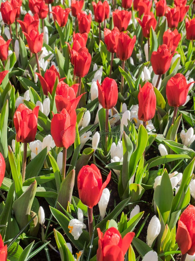 Red Tulips and White Crocus Stock Image - Image of blooming, garden ...