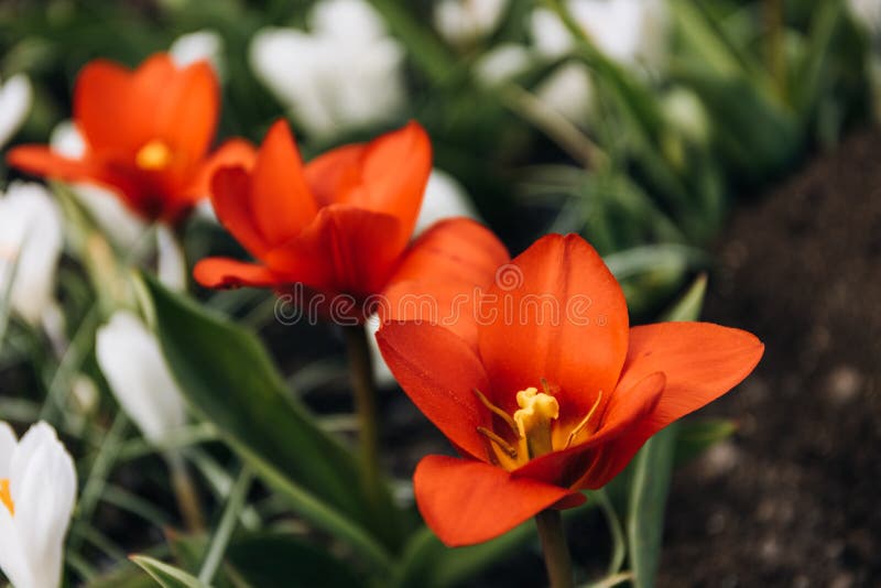Red Tulips and White Crocuses in the Park. Landscape Design Stock Image ...