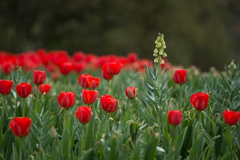 Red tulips and wild flower stock image. Image of wild - 98488465