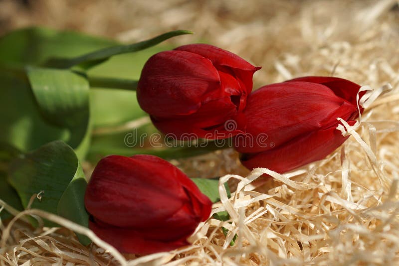 Red Tulips on Wood Shavings Stock Image - Image of shavings, wood: 63181435