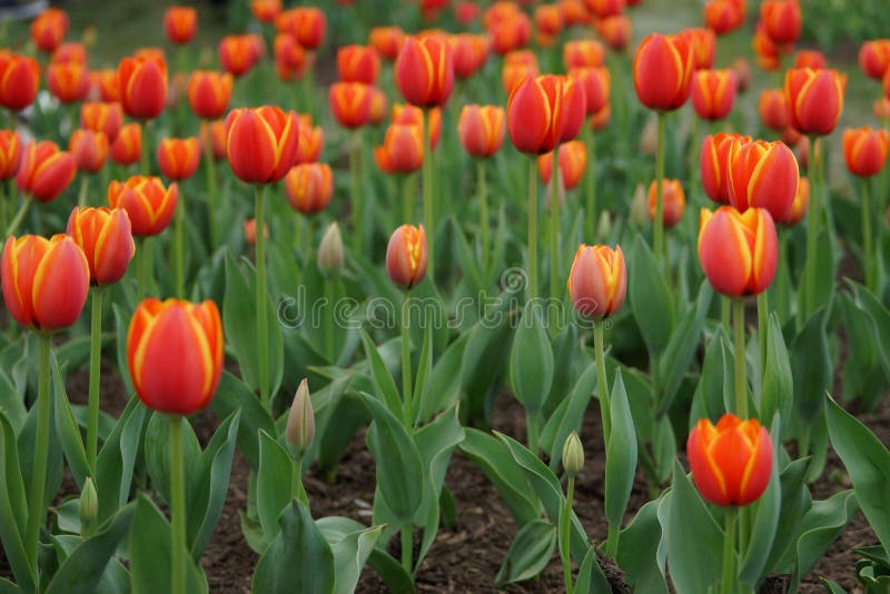 Red Tulips with Yellow Edging Stock Image - Image of plant, flower ...