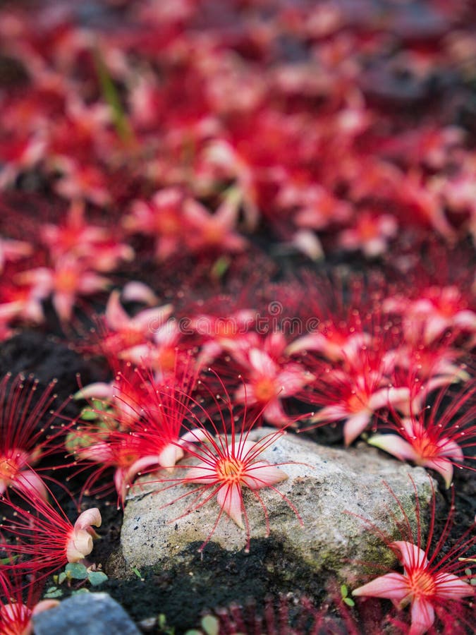 Red Tummy-wood Flower on the Stone Stock Photo - Image of fresh ...