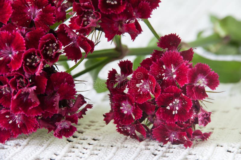 Red Turkish Carnation Close Table Flower Stock Photo - Image of turkish ...