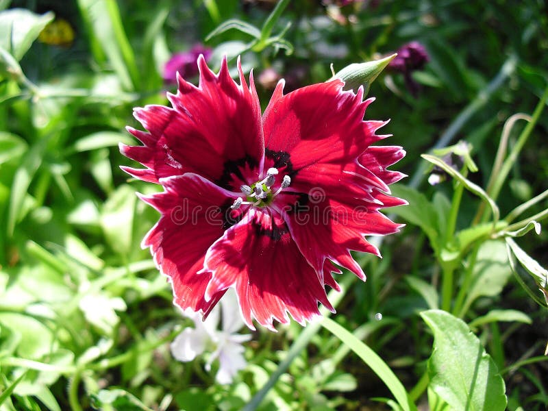 Red Turkish Carnation Flower Stock Photo - Image of beauty, background ...