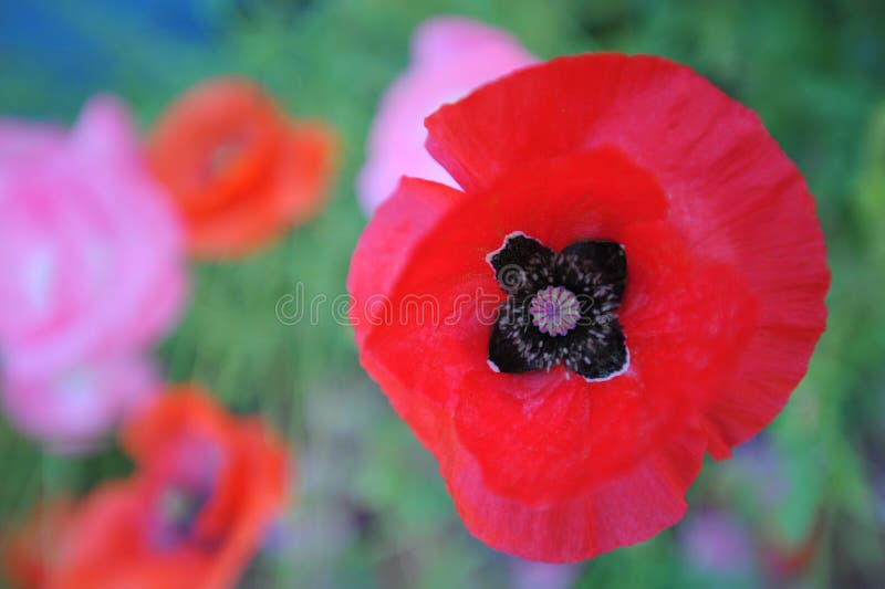 A Turkish Poppy in a Field of Wildflowers. Stock Image - Image of color ...