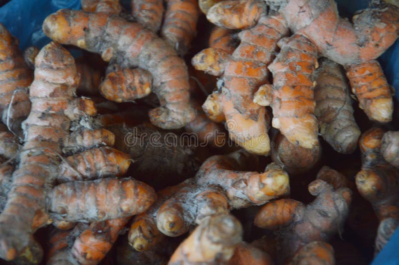 Red turmeric stock image. Image of indian, health, curcuma - 313329355