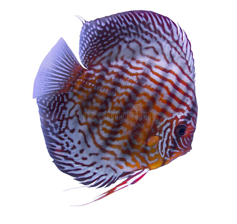 5+ White discus isolated Free Stock Photos - StockFreeImages