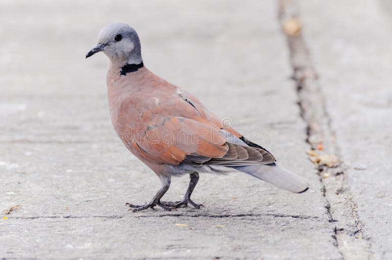 Red Turtle-dove is Looking Something before Sleep in the Morning Stock ...
