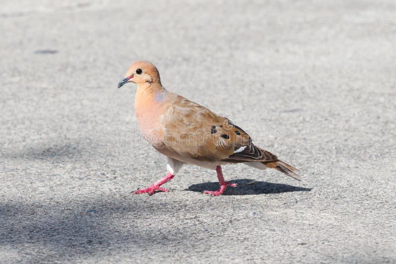Female Red Turtle-Dove (Streptopelia Tranquebarica) Stock Photo - Image ...
