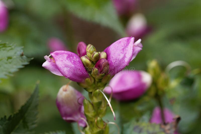 Red Turtlehead Chelone Obliqua Stock Image - Image of environment ...