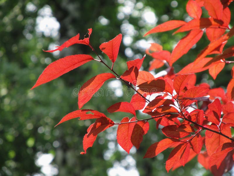 Red stringy flowers stock photo. Image of leaves, garden - 29832888