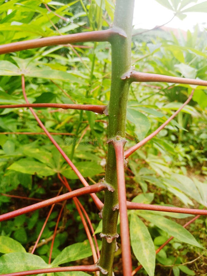 Red Twig of the Wood Tuber Tree Stock Image - Image of wood, tuber ...