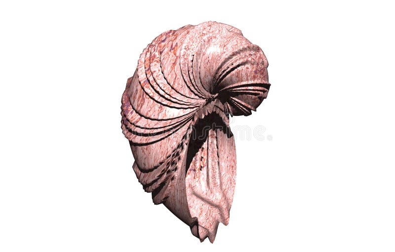 Red twisted sea shell stock illustration. Illustration of freisteller ...