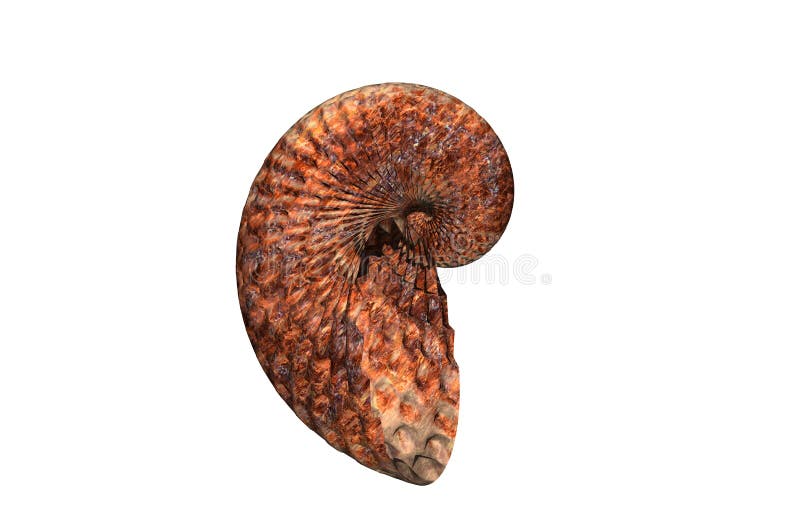 Red twisted sea shell stock illustration. Illustration of gehacurren ...