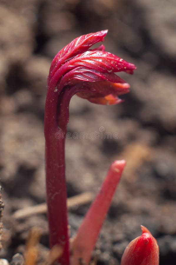 Red Twisted Sprout Breaks Out of the Ground, Vernal Shoot, New Life ...