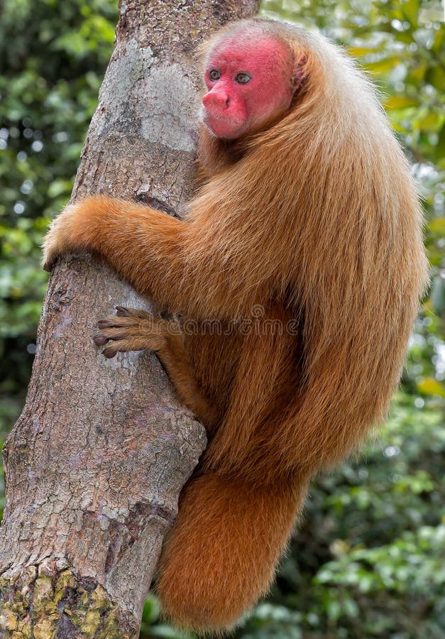 Red Uakari Monkey in Amazon Stock Image - Image of uakari, hair: 109431887