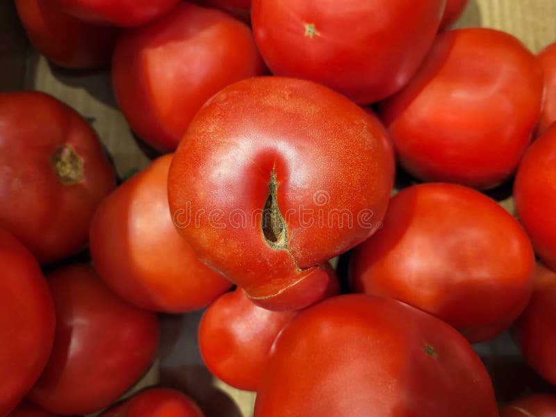 A Red Ugly Tomato is Lying with Others on the Store Counter. Stock ...