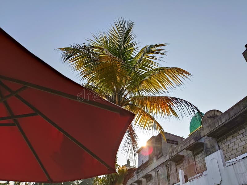Red Umbrella, Coconut Tree, and Building Over Blue Sky with Sun Ray ...