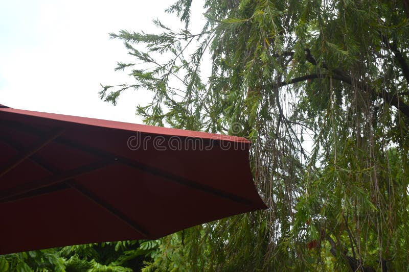Red Umbrella Fabric with Long Wooden Handle in Garden Stock Photo ...
