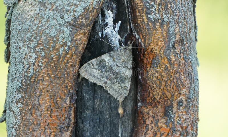 Red Underwing Moth Camouflaged Tree Bark Stock Photos - Free & Royalty ...