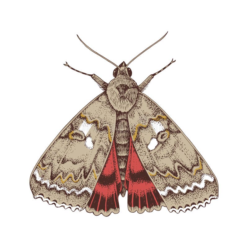 Red Underwing Moth Hand Drawn Illustration Stock Vector - Illustration ...
