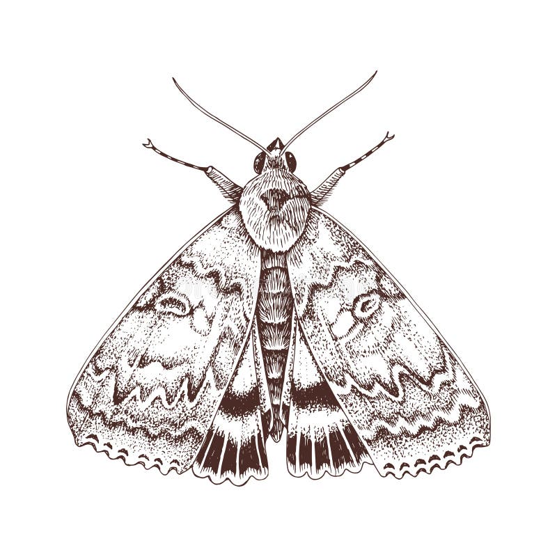 Red Underwing Moth Hand Drawn Illustration Stock Illustration ...