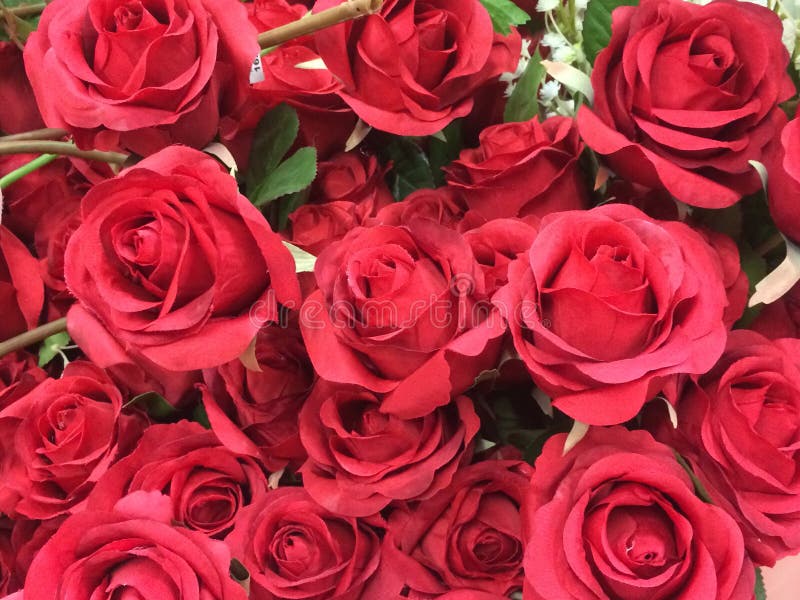 Unique Red Flowers in Garden Stock Image - Image of flower, beautiful ...