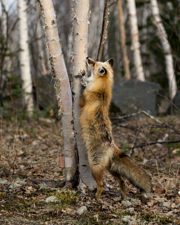 111 Fox Hind Legs Stock Photos - Free & Royalty-Free Stock Photos from ...