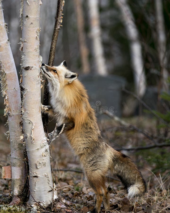Fox Hind Legs Stock Photos - Free & Royalty-Free Stock Photos from ...