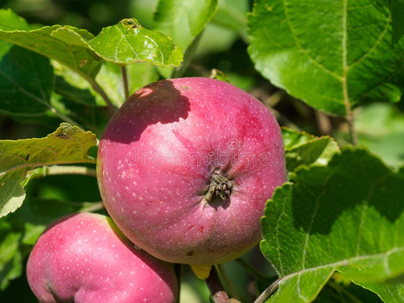 Red Unripe Apple on the Tree Stock Photo - Image of organic, garden ...